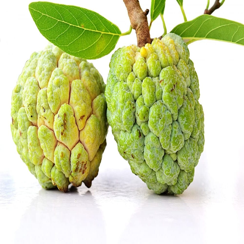 Custard apple/Seethapazham | Online Fruits Store in Tamilnadu – Onezeros.in